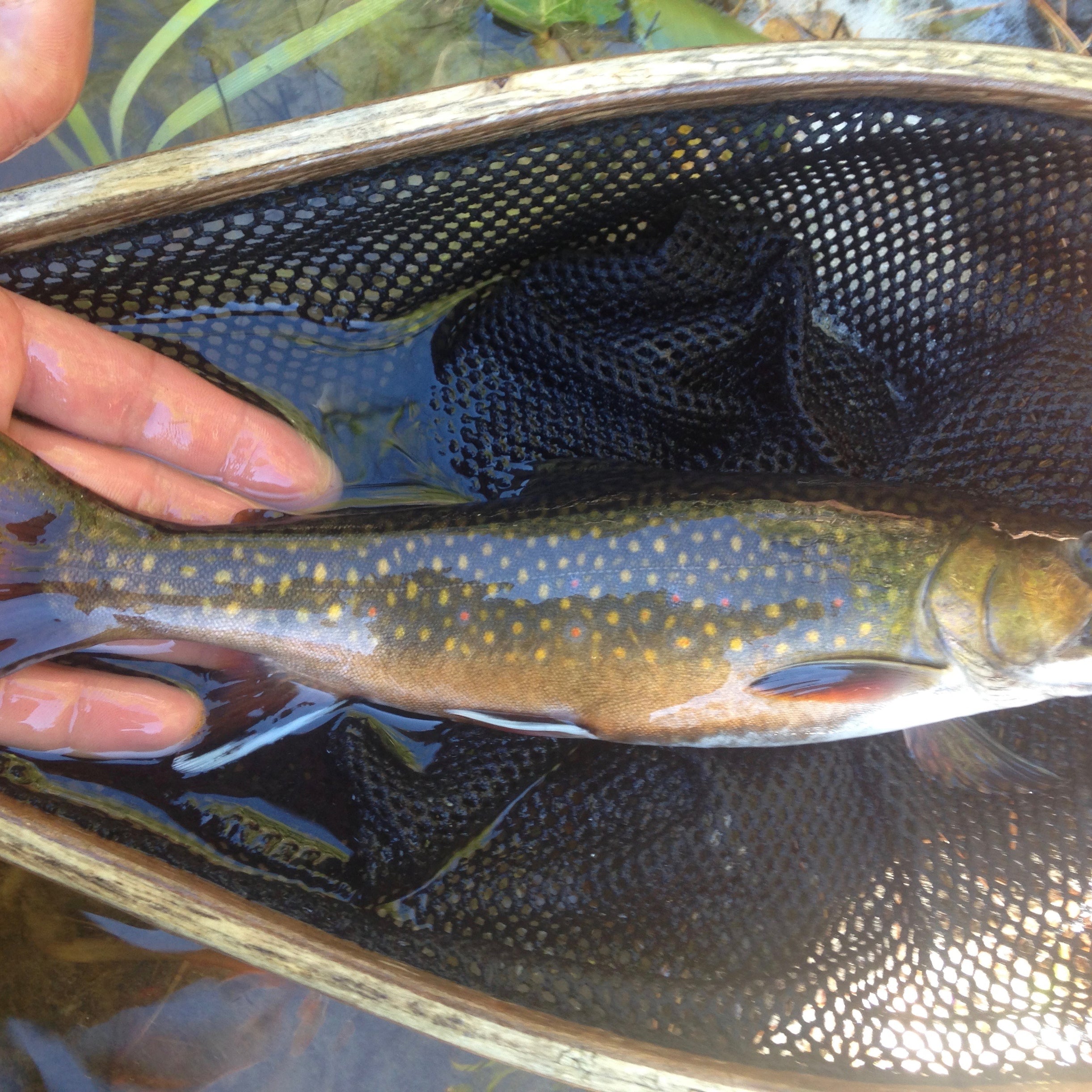 Blog — Maineflyguys.com